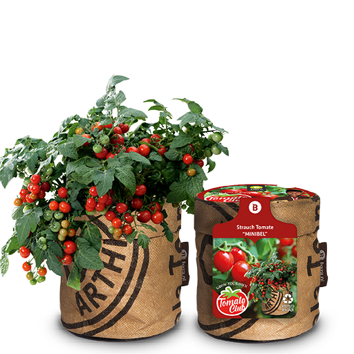 Baza tomato club stuiktomaat minibel - Koopzaden.nl