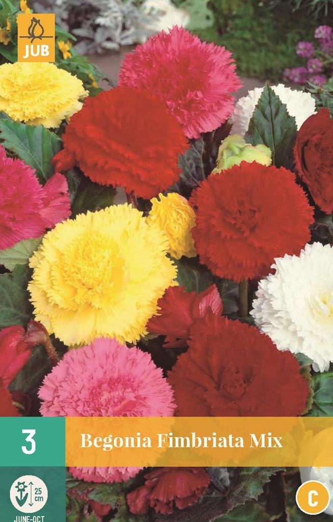 Begonia fimbriata mix - Koopzaden.nl