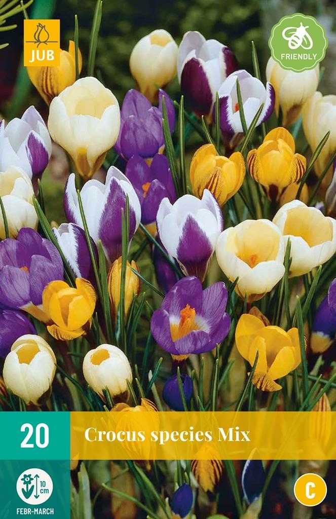 Crocus species mix 20 bollen - Koopzaden.nl