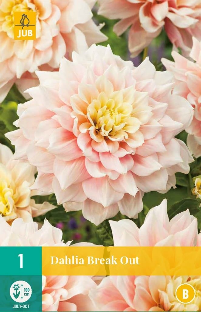 Dahlia Break out - Koopzaden.nl