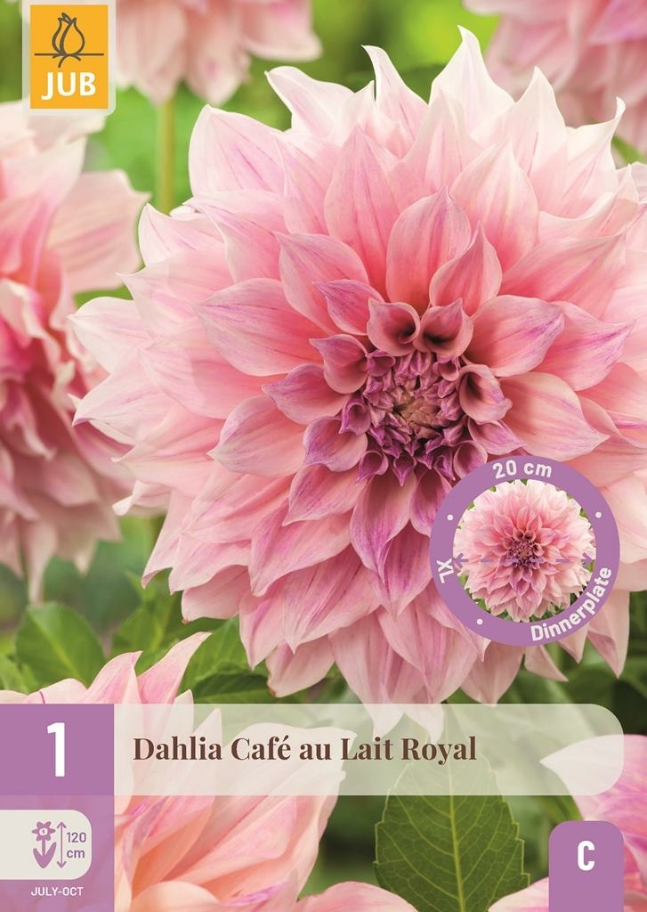 Dahlie Cafe Au Lait Royal
