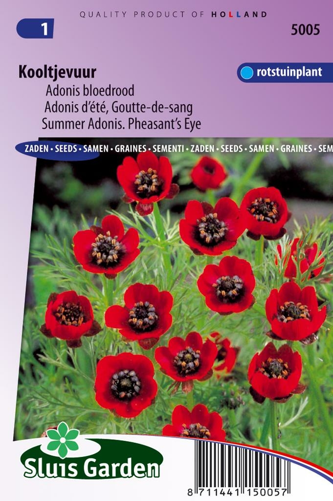 Kooltjevuur zaden Pheasants Eye online bestellen - Koopzaden.nl