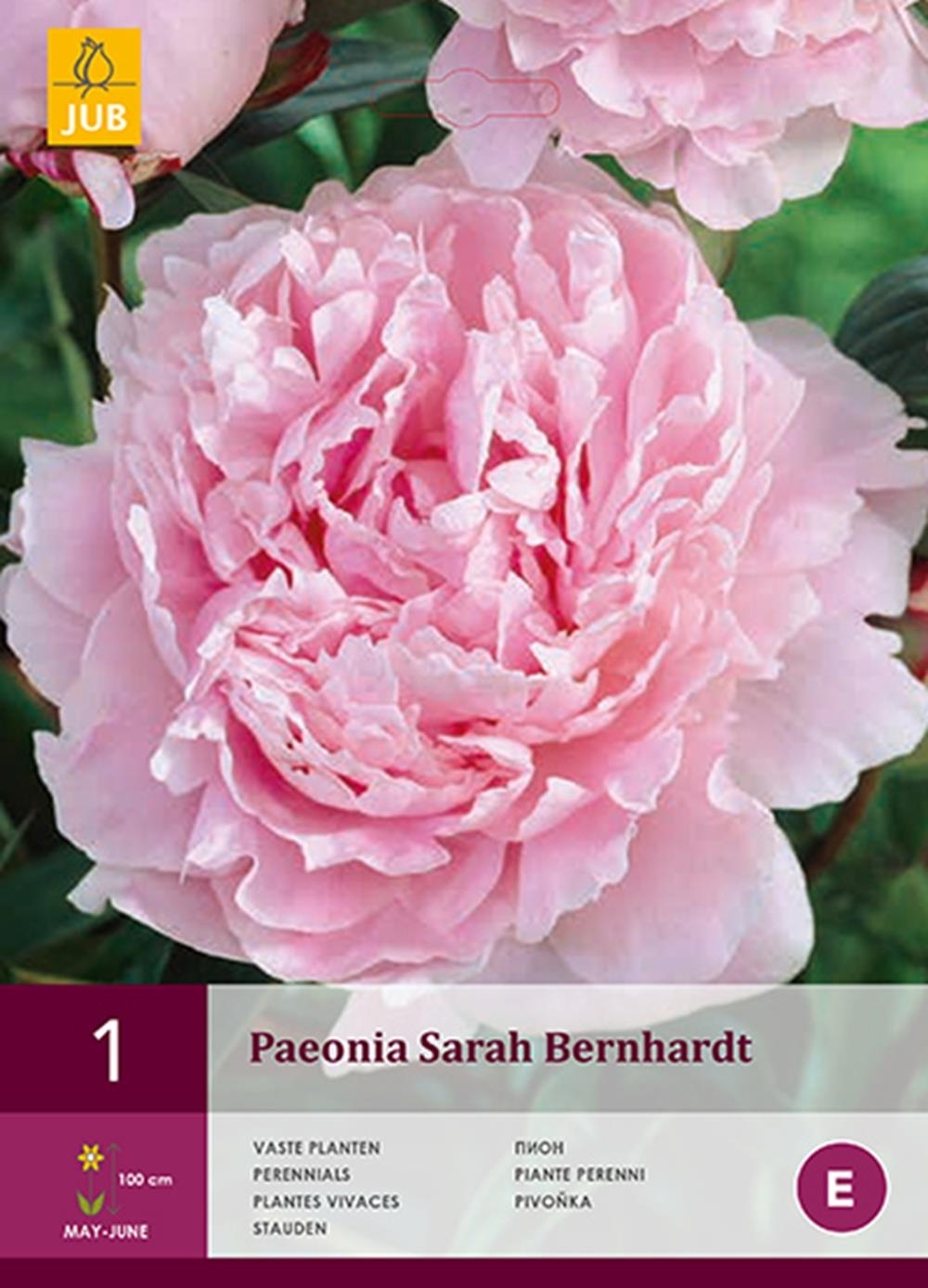 Pioenroos paeonia Sarah bernhardt - Koopzaden.nl