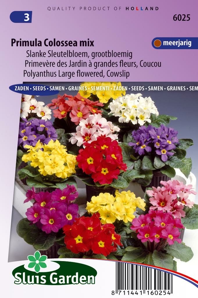 Primula Veris zaden Colossea Mix sleutelbloem - Koopzaden.nl