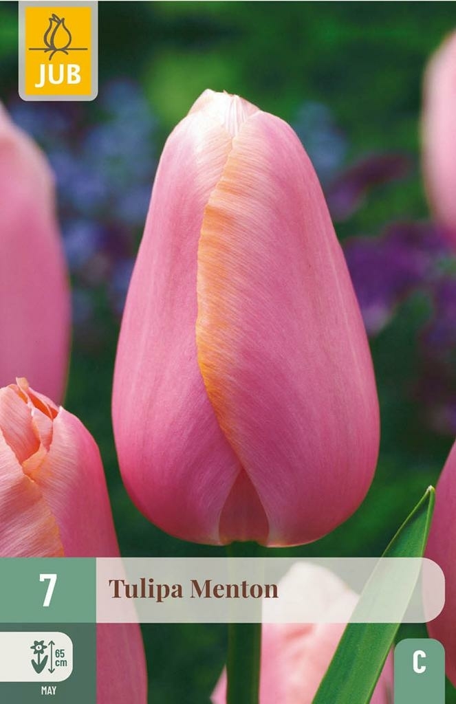 Tulp Menton 7 bollen - Koopzaden.nl